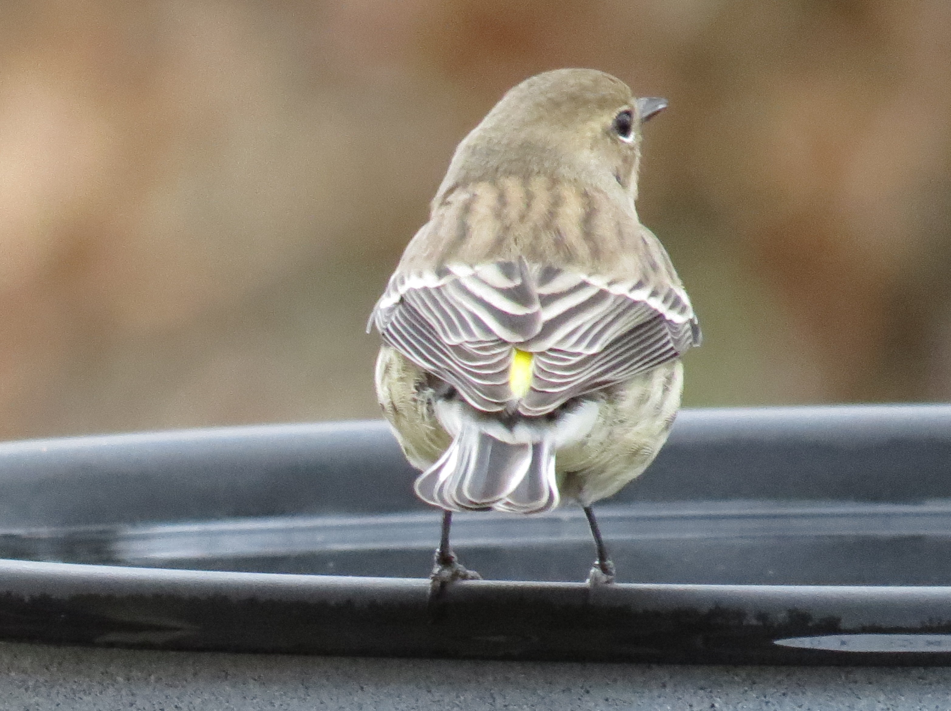 Butter-Butts – Backyard Bird Nerd