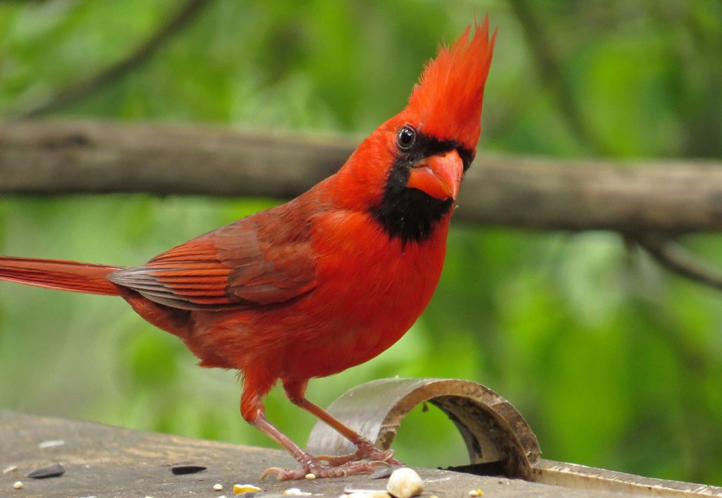 Blazing Crown – Backyard Bird Nerd