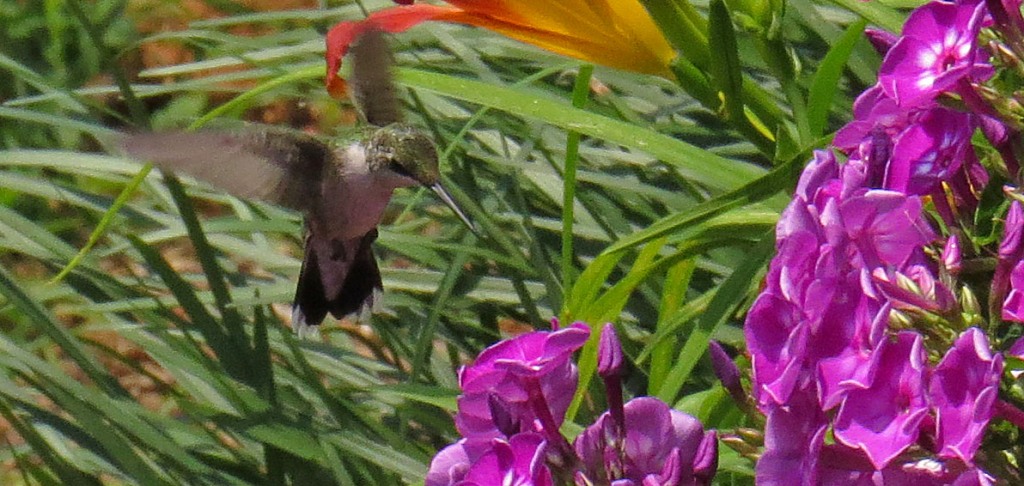 My First Hummingbird Photo – Backyard Bird Nerd