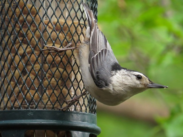 The Barnum and Bailey Bird – Backyard Bird Nerd