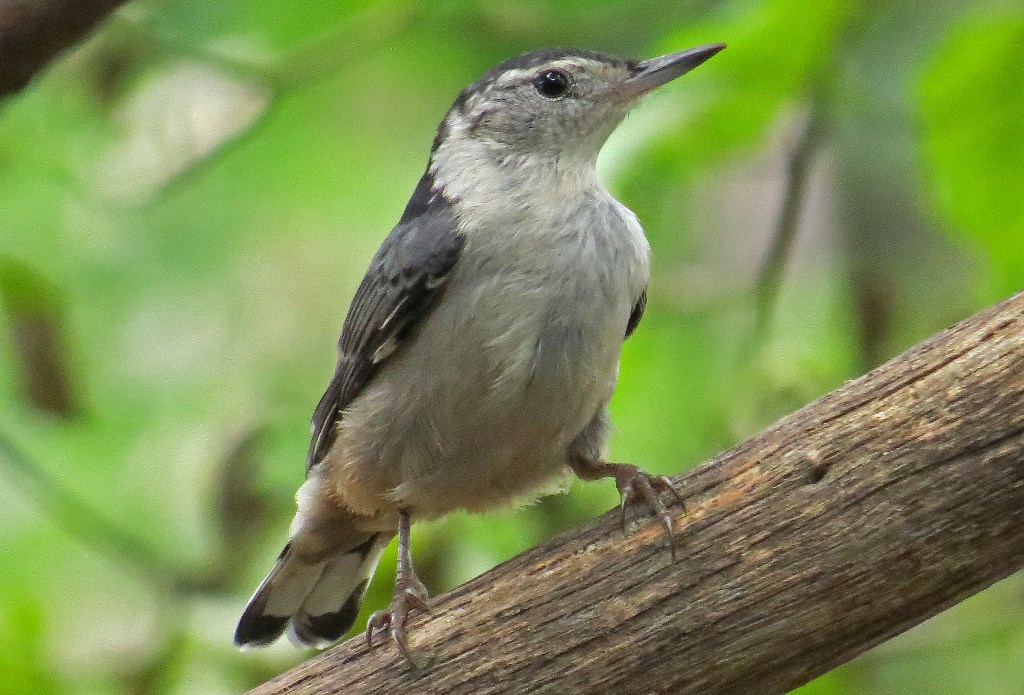 The Barnum and Bailey Bird – Backyard Bird Nerd
