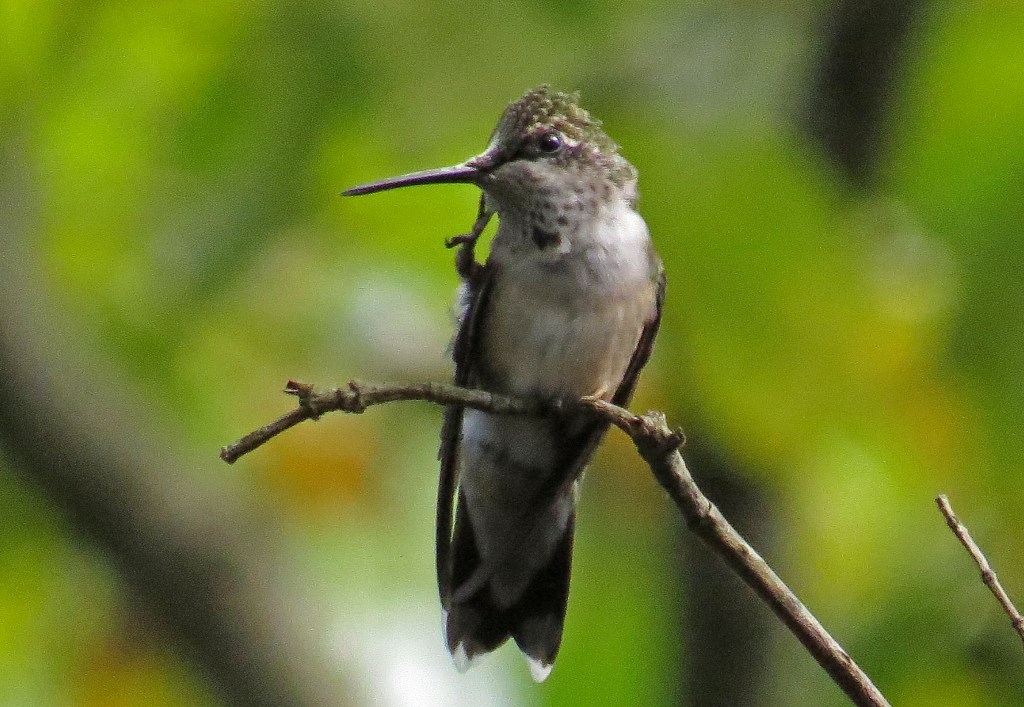 Guzzle, Guard, and Groom – Backyard Bird Nerd