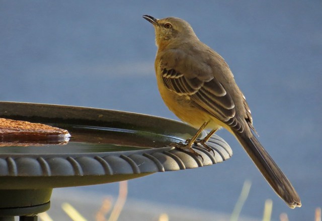 The “Most Faithful” Award – Backyard Bird Nerd