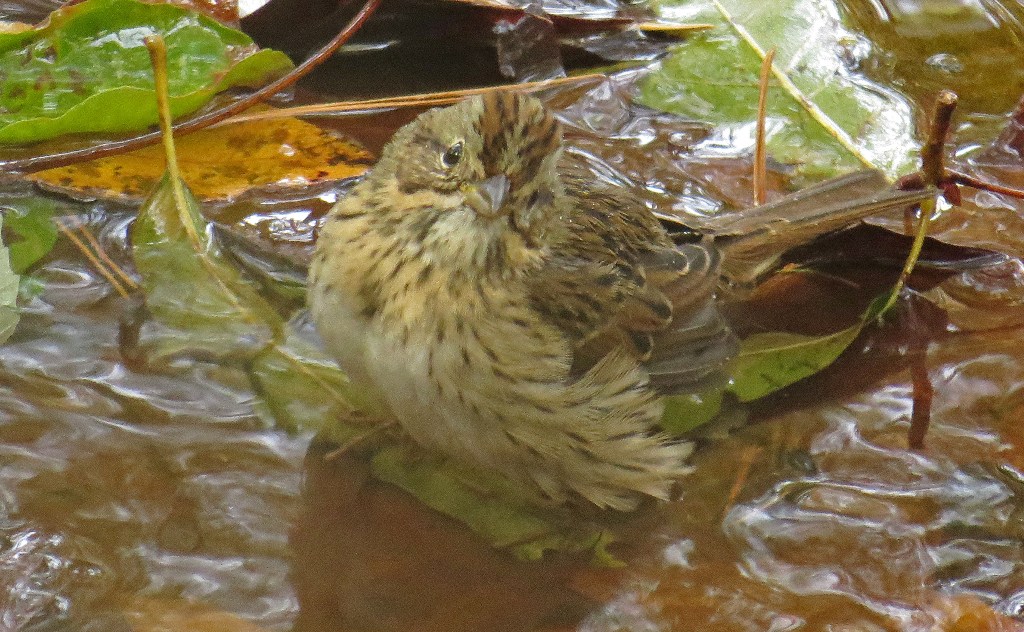 A Little Help Here? – Backyard Bird Nerd