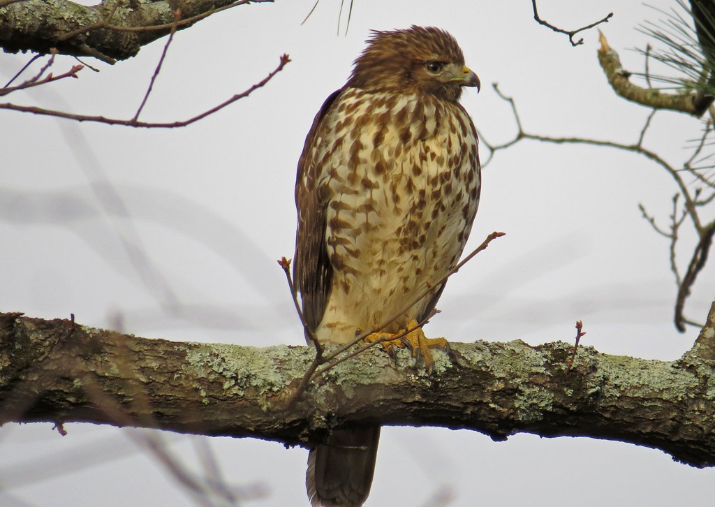 Like a Deer in the Headlights – Backyard Bird Nerd