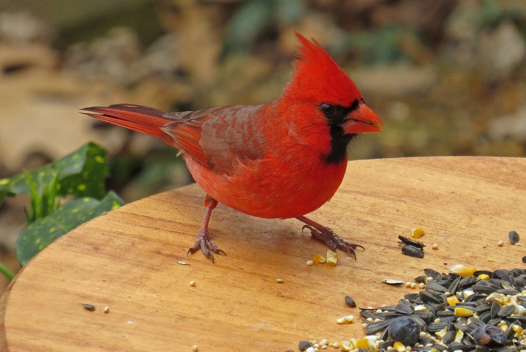 Riddle Me This – Backyard Bird Nerd