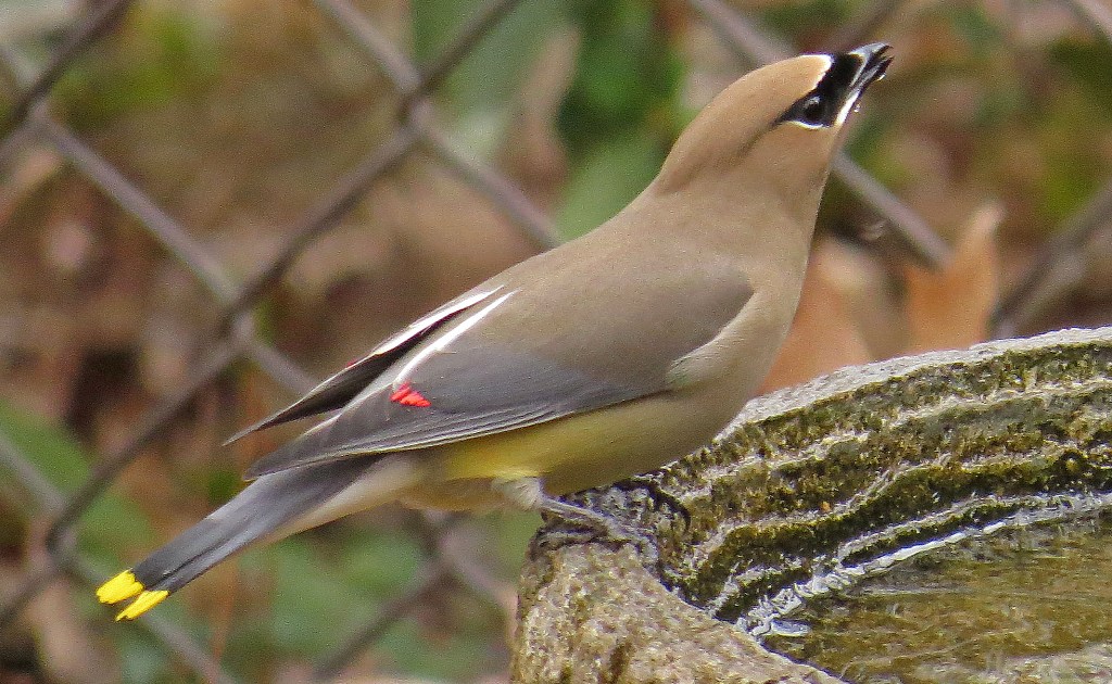 A Covetous Crew – Backyard Bird Nerd