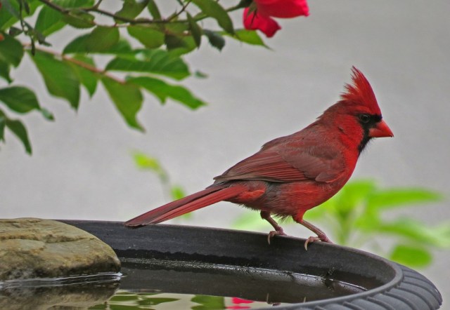 Red Rose Cardinal – Backyard Bird Nerd