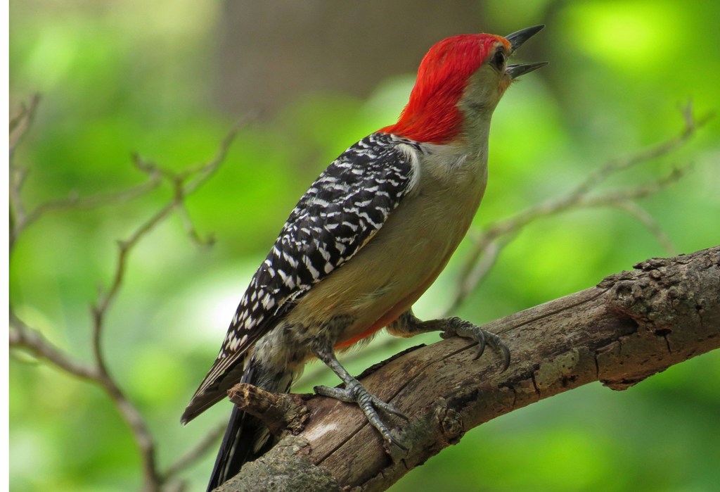 Dining Alone – Backyard Bird Nerd