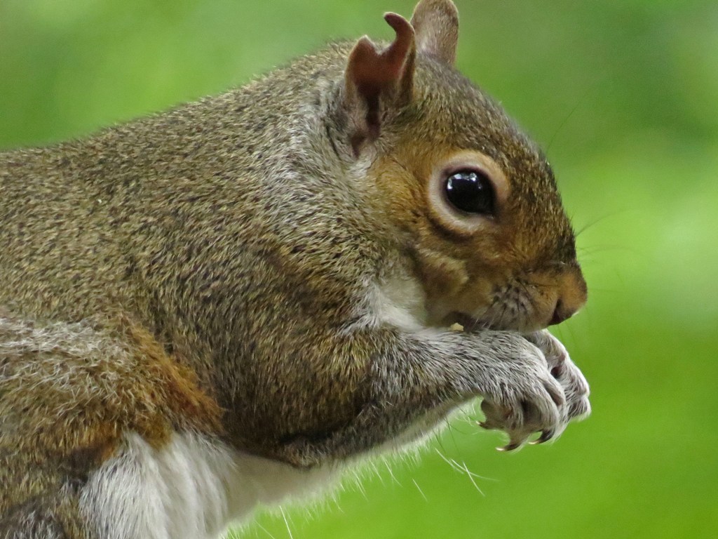 Rodent Rage! – Backyard Bird Nerd