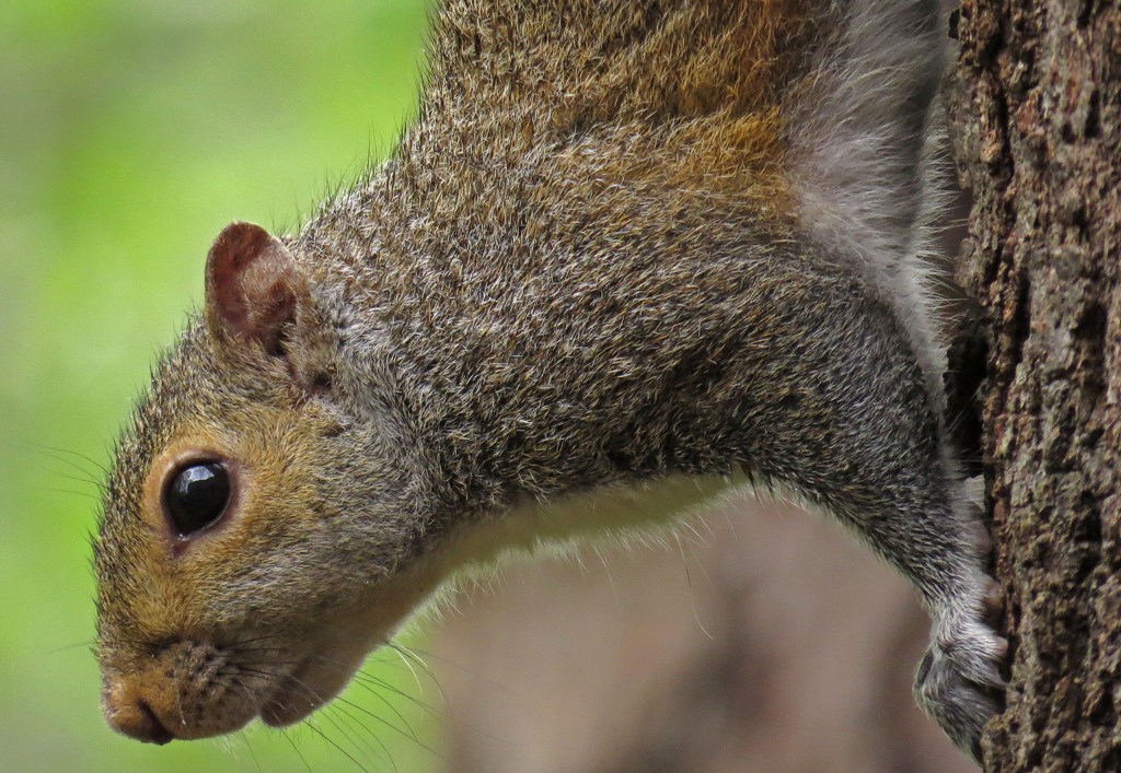 Rodent Rage! – Backyard Bird Nerd