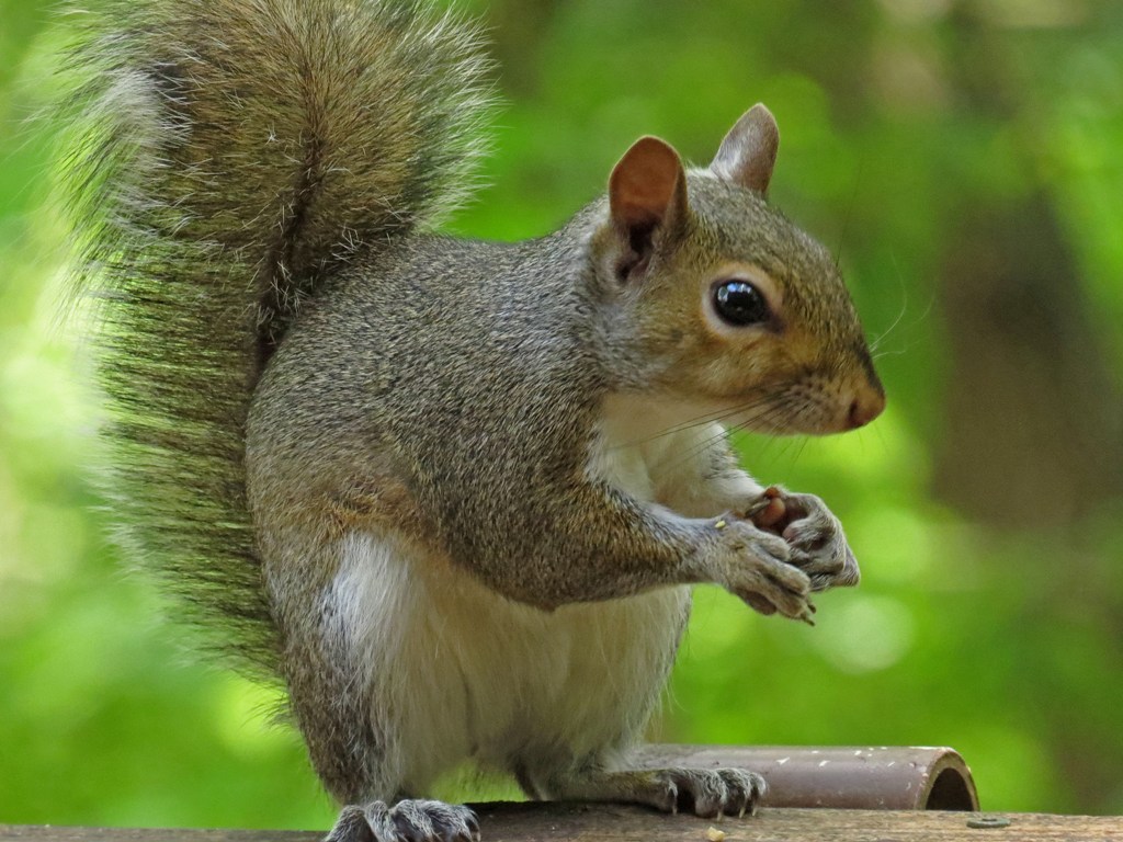 Rodent Rage! – Backyard Bird Nerd