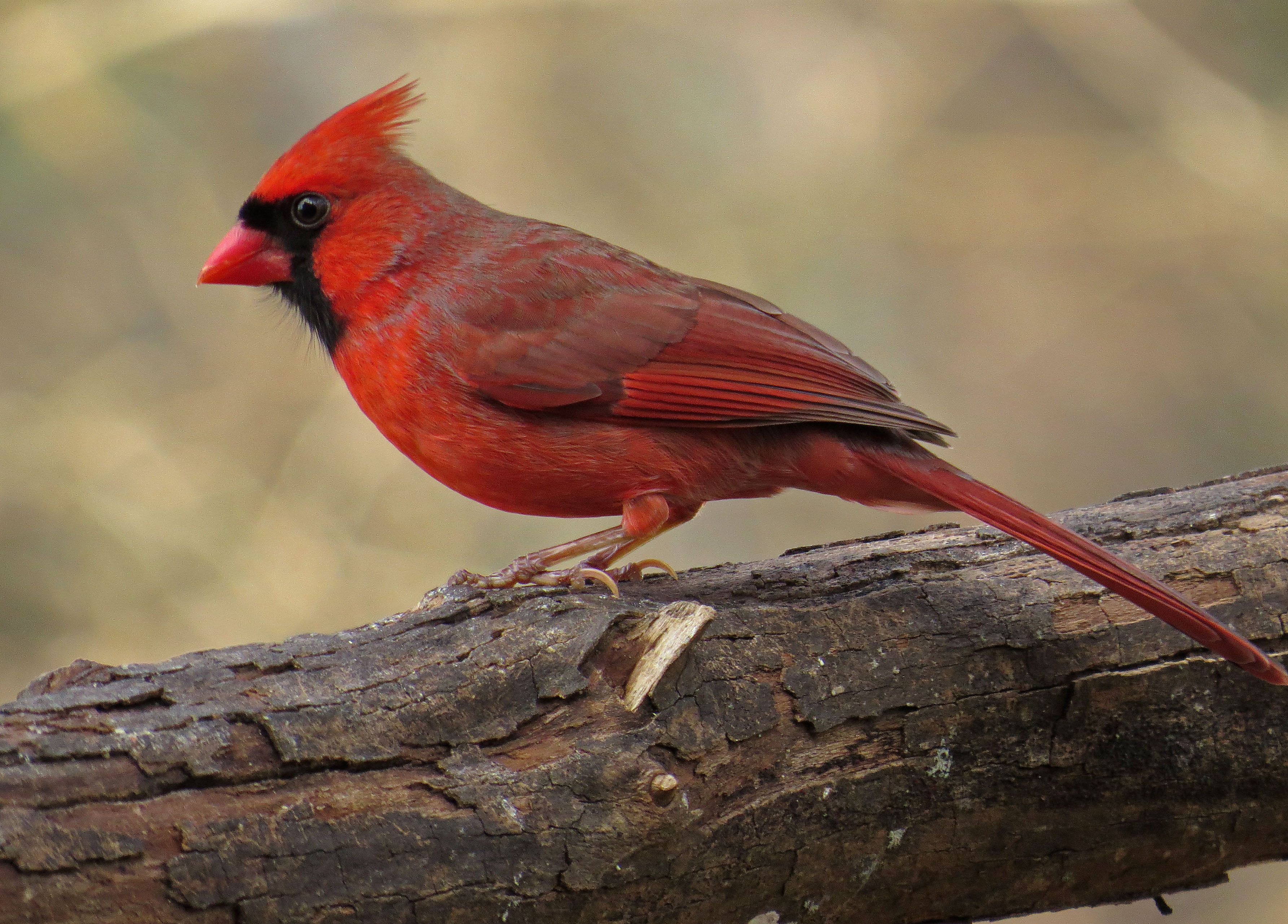 Cookie Baking And Picture Taking – Backyard Bird Nerd
