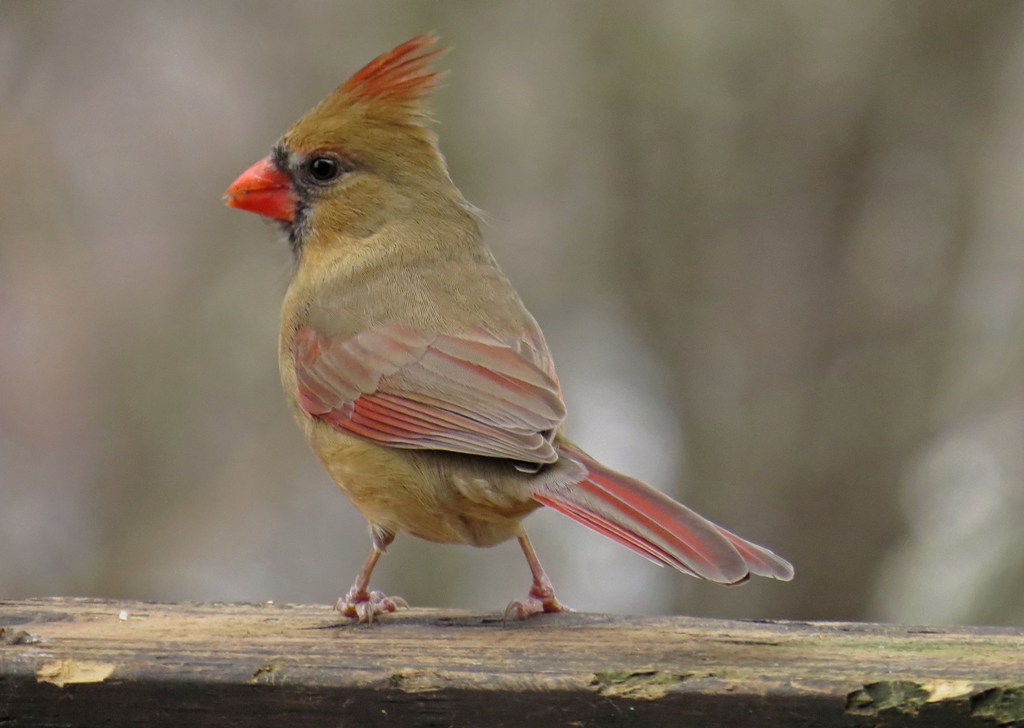 northern cardinal female – Backyard Bird Nerd