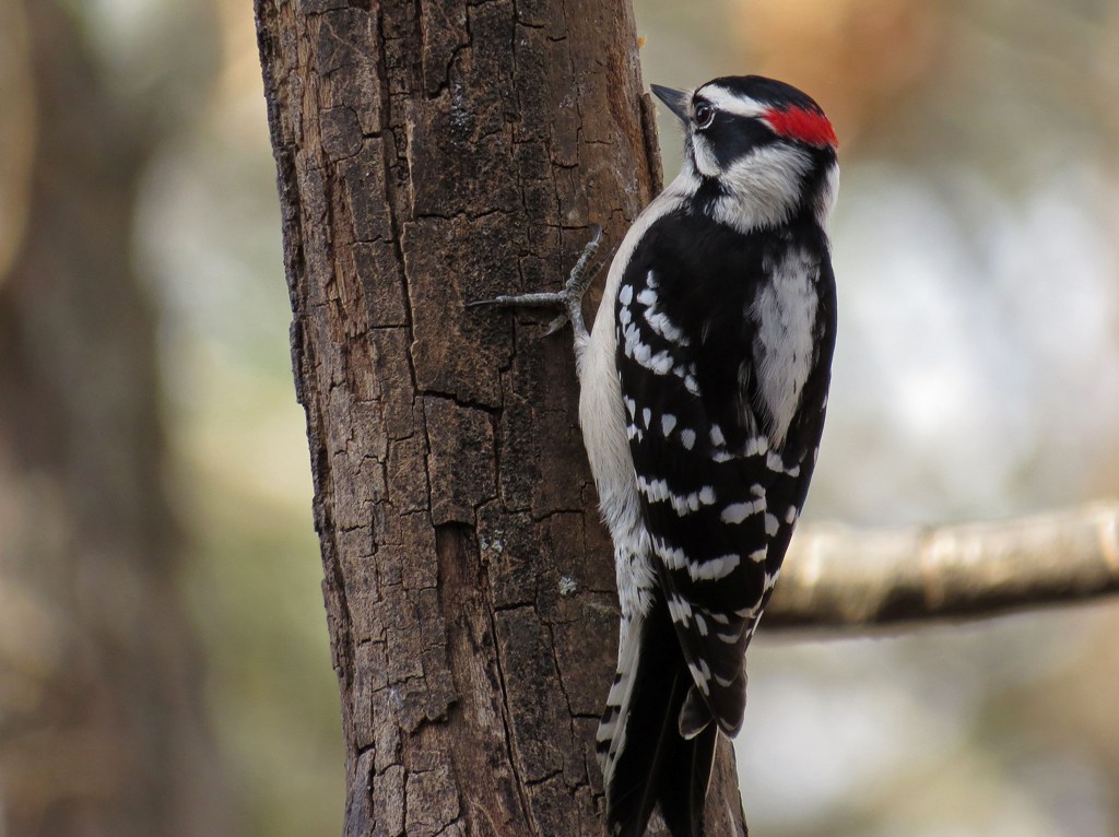 Tails, Tufts, and Toes – Backyard Bird Nerd