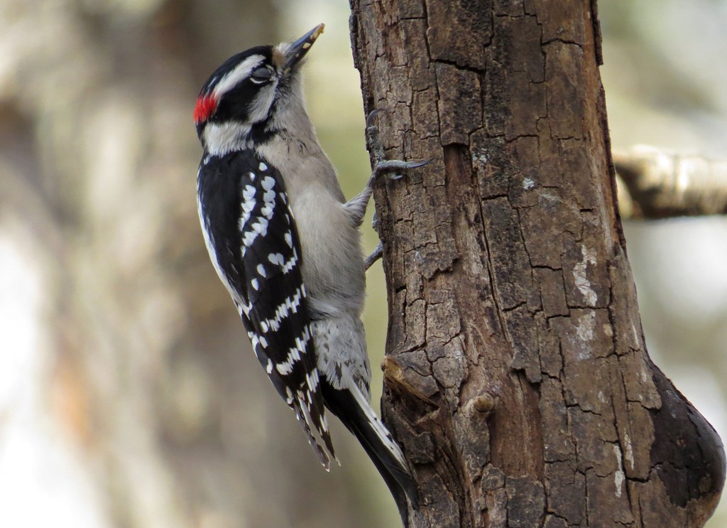 Tails, Tufts, and Toes – Backyard Bird Nerd