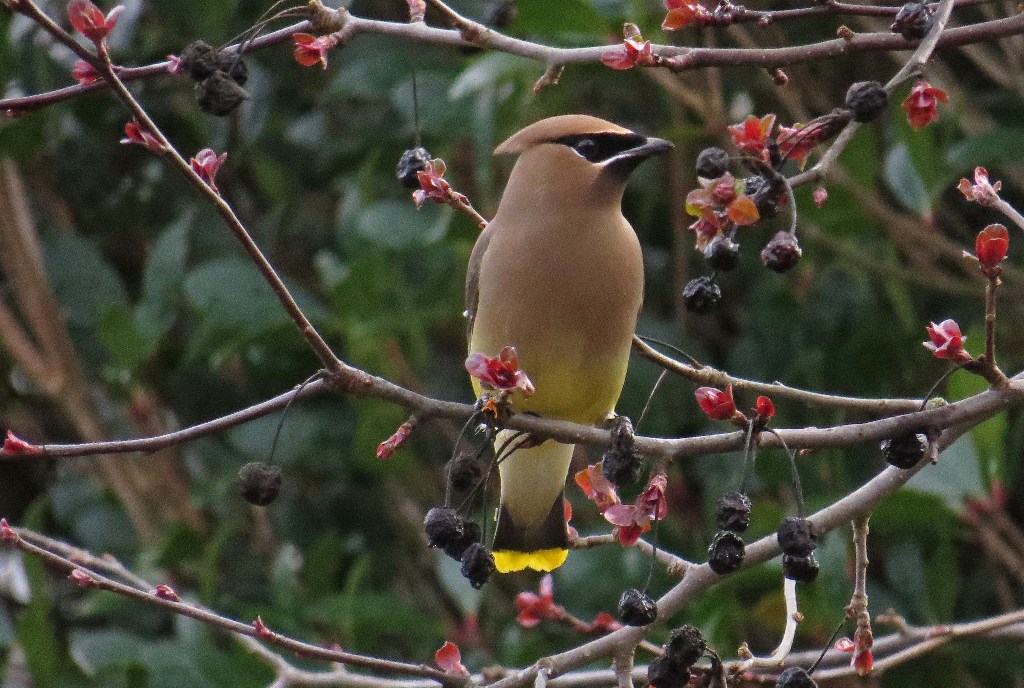 A Walk Among The Waxwings – Backyard Bird Nerd