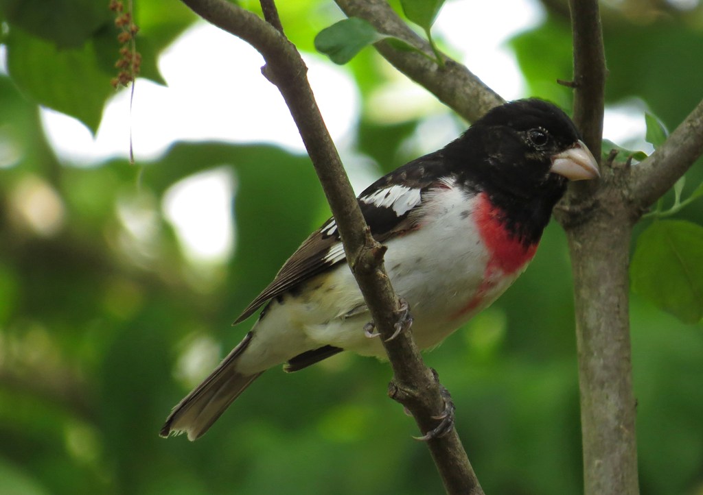 Layover in Atlanta – Backyard Bird Nerd