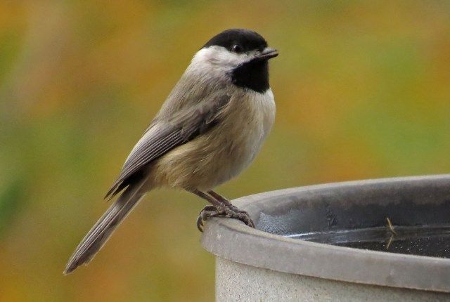 Panda Bird – Backyard Bird Nerd