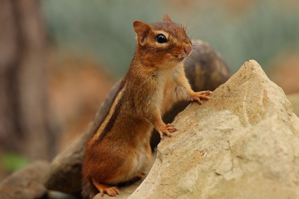 Feeling Chipper – Backyard Bird Nerd