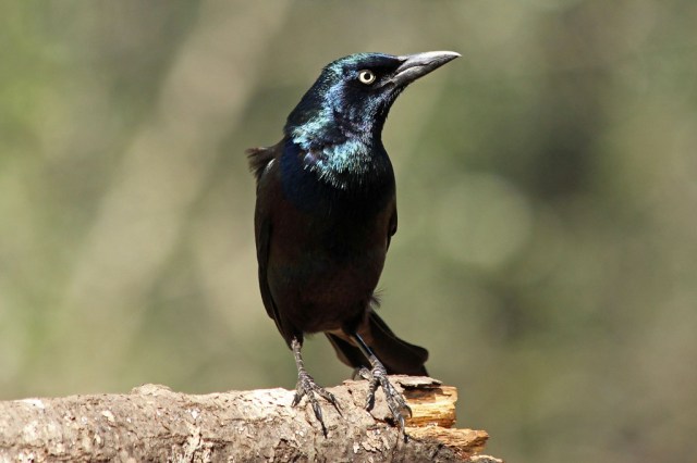 Sinister and Sleek – Backyard Bird Nerd