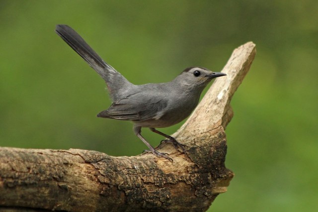 Fight or Flight – Backyard Bird Nerd