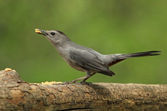 Fight or Flight – Backyard Bird Nerd