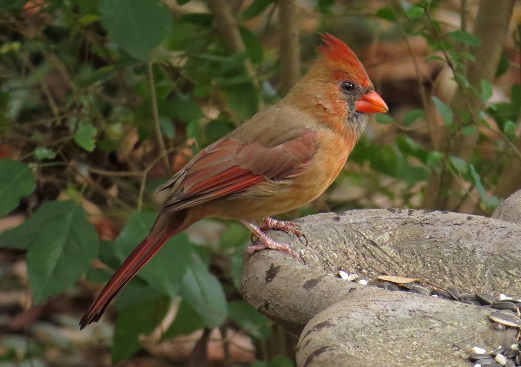 The Colourful Feathers of Fall – Backyard Bird Nerd