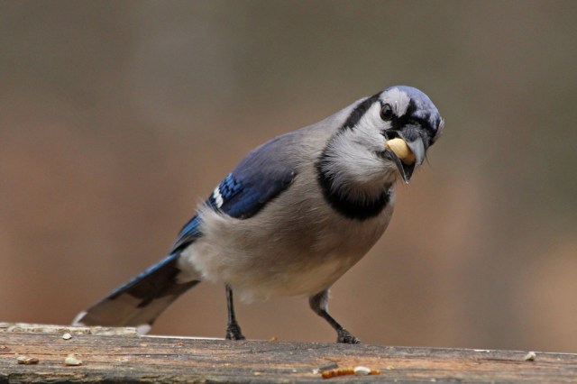 Marvelous Meteorologists – Backyard Bird Nerd