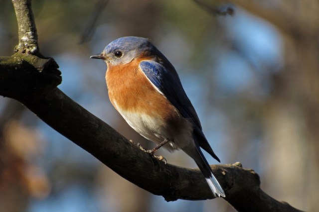 The First to Be Photographed – Backyard Bird Nerd