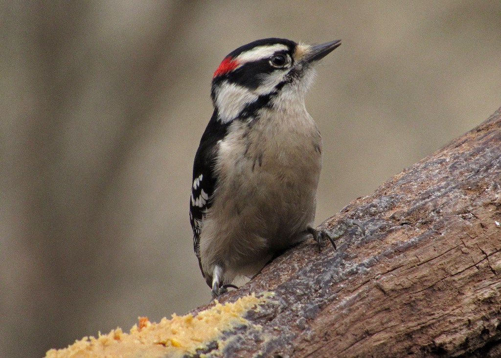 A Tremendous Trio – Backyard Bird Nerd