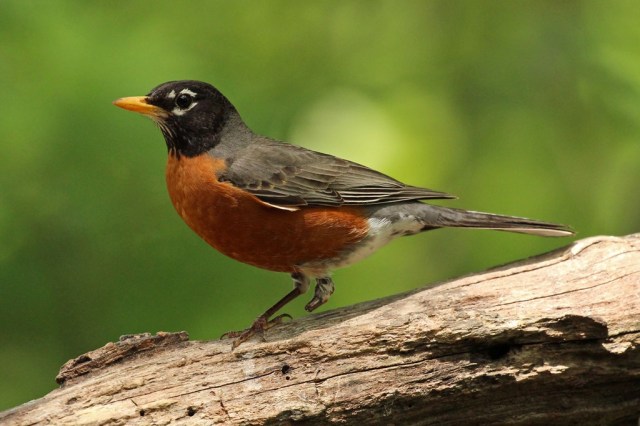 Han, the One-legged Wonder – Backyard Bird Nerd