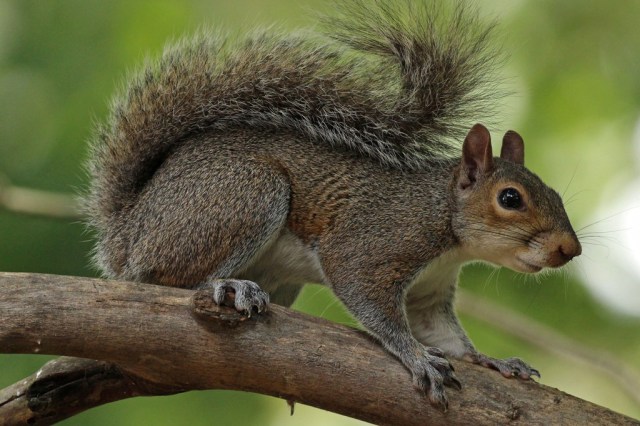 A Resolute Rodent – Backyard Bird Nerd