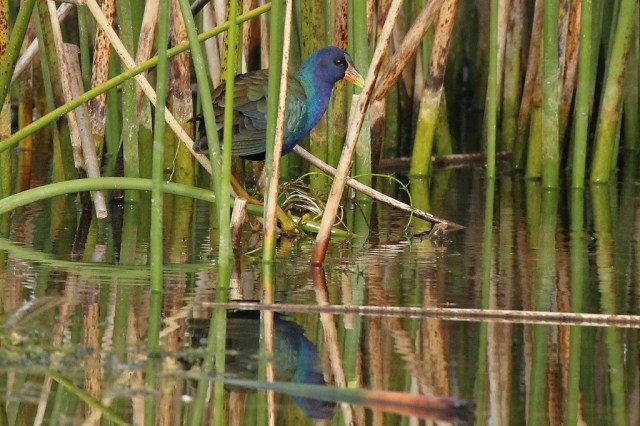 One Gorgeous Gallinule – Backyard Bird Nerd