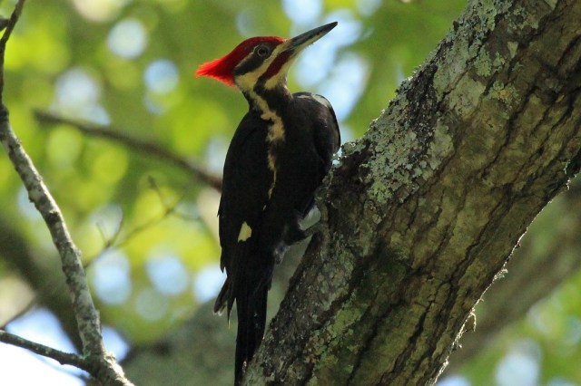 The Presence of a Pileated – Backyard Bird Nerd