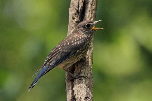 A Commotion of Cuteness – Backyard Bird Nerd