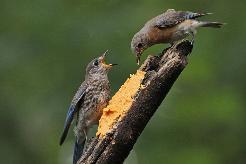 A Commotion of Cuteness – Backyard Bird Nerd