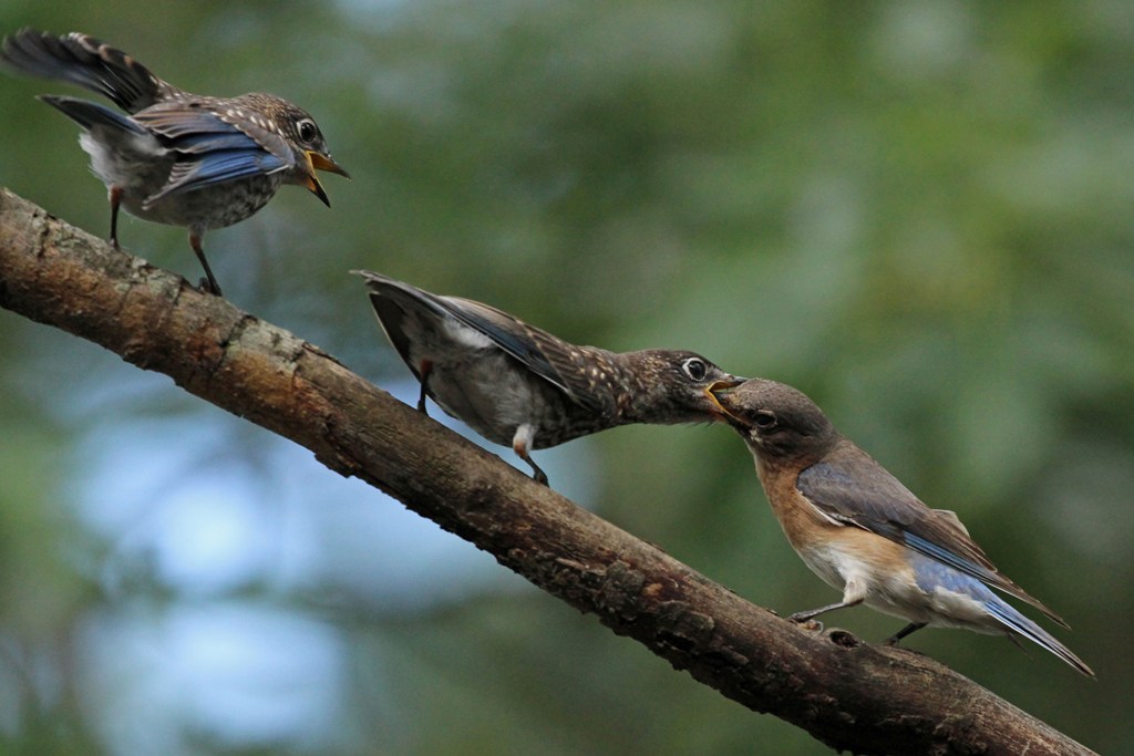 A Commotion of Cuteness – Backyard Bird Nerd