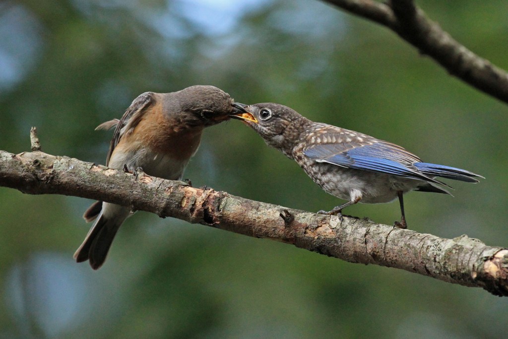 A Commotion of Cuteness – Backyard Bird Nerd