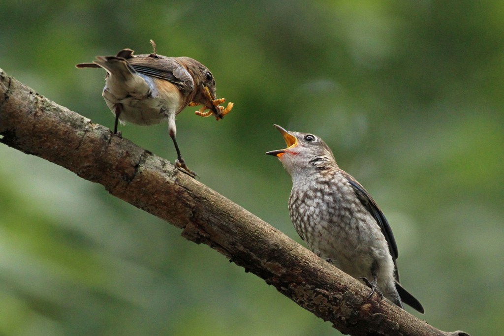 A Commotion of Cuteness – Backyard Bird Nerd