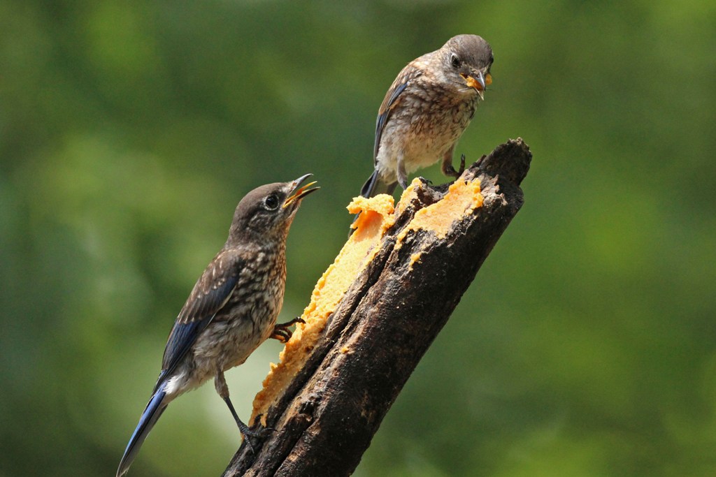 A Commotion of Cuteness – Backyard Bird Nerd