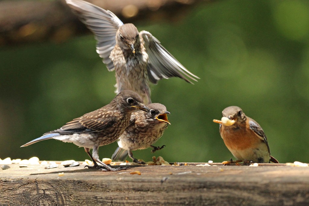 A Commotion of Cuteness – Backyard Bird Nerd