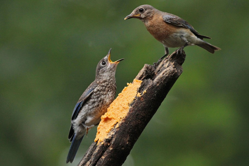 A Commotion of Cuteness – Backyard Bird Nerd