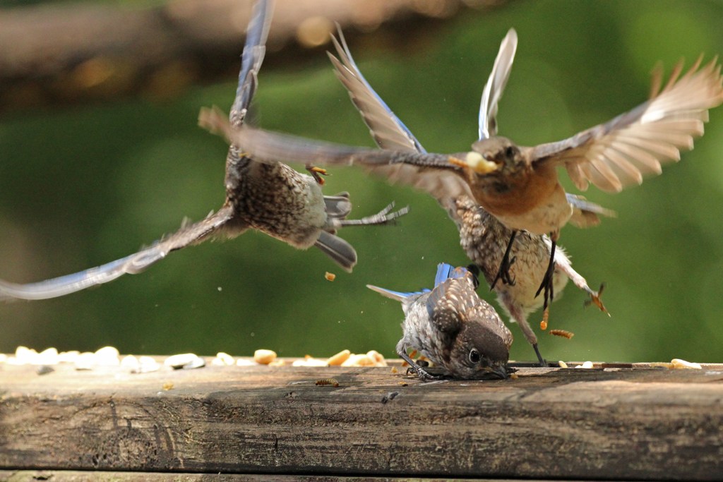 A Commotion of Cuteness – Backyard Bird Nerd