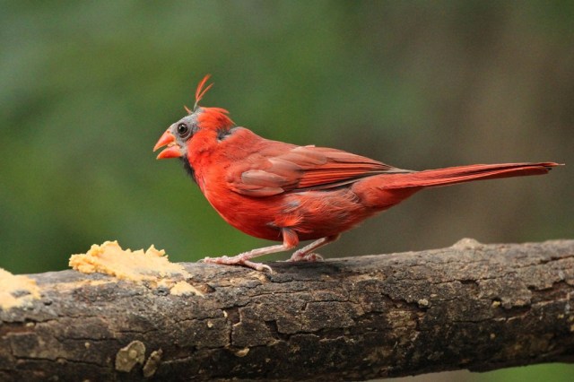 Cardinal Comb-over – Backyard Bird Nerd