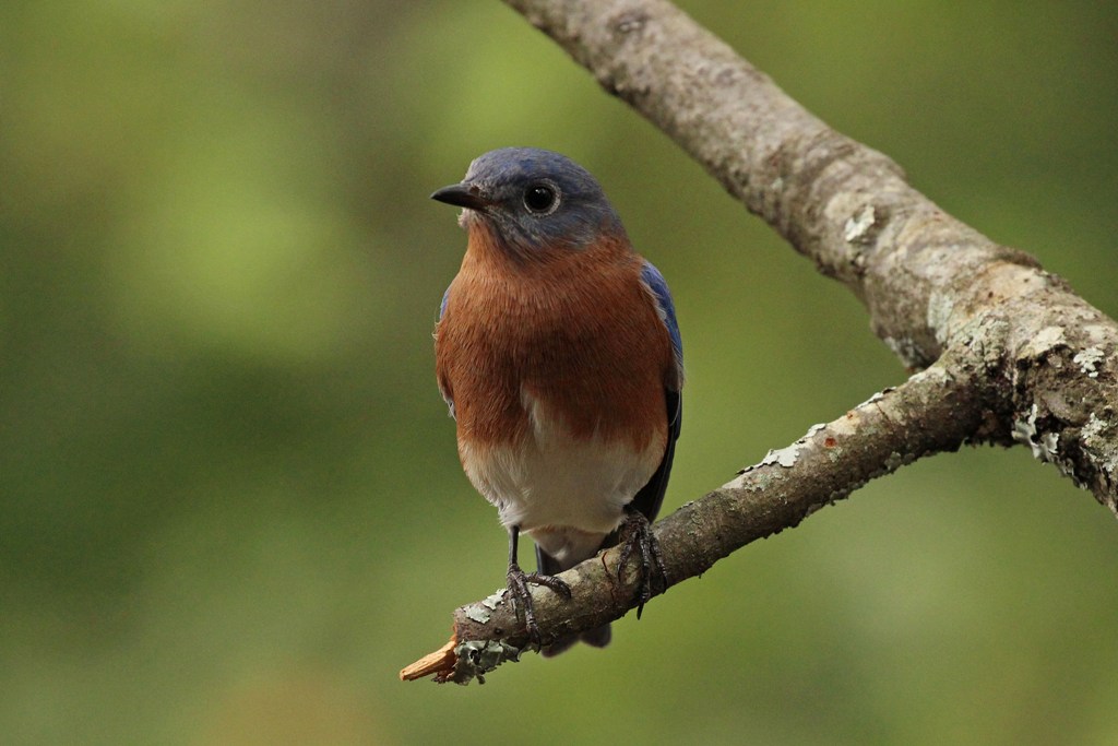 Bird Break – Backyard Bird Nerd