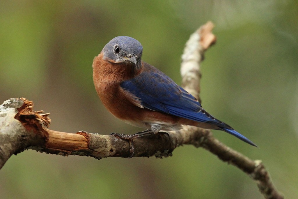 Bird Break – Backyard Bird Nerd