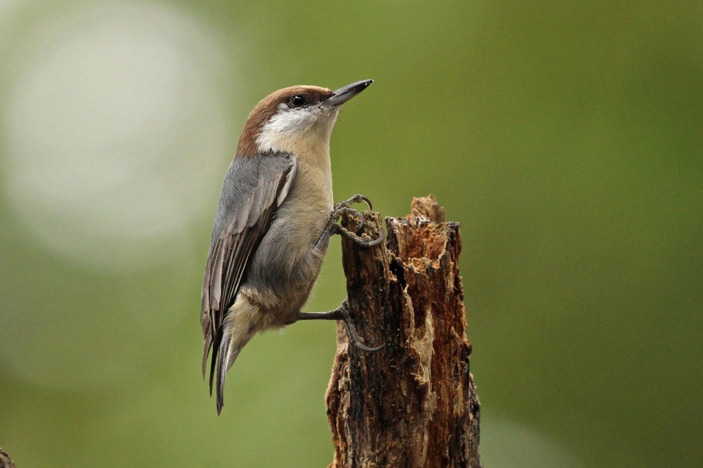 Bird Break – Backyard Bird Nerd