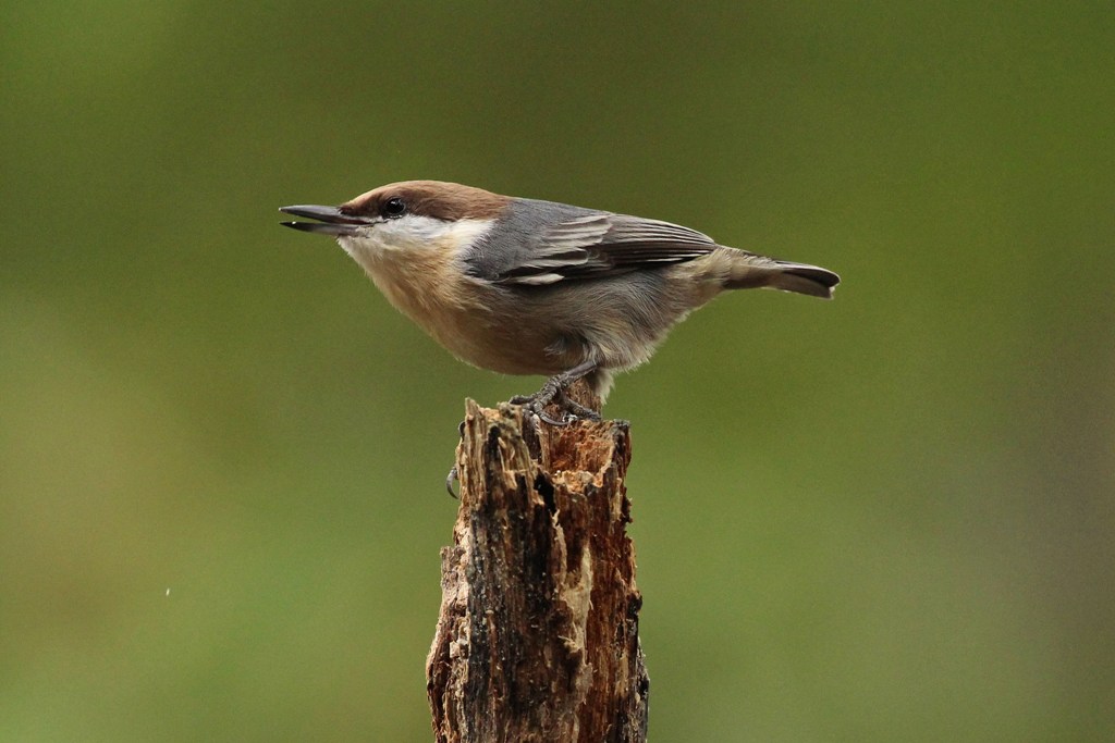 Bird Break – Backyard Bird Nerd