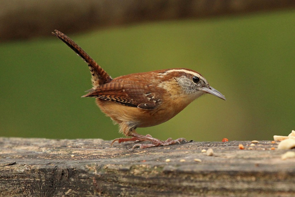 Bird Break – Backyard Bird Nerd